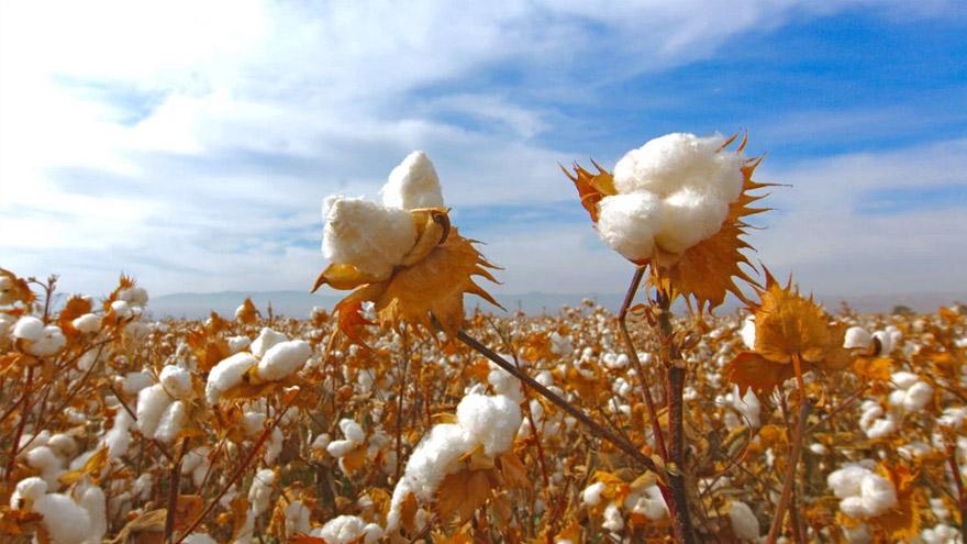 What to Know About Supima Cotton? – Affairs Living Pte. Ltd.